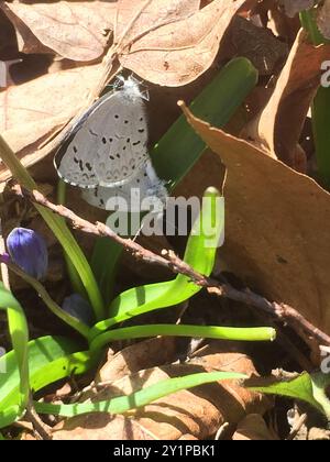 Spring Azure (Celastrina ladon) Insecta Stock Photo - Alamy