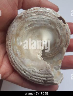Cook's Turban (Cookia sulcata), Mollusca, Awamoa, New Zealand Stock ...