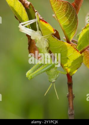 Bird Grasshoppers (Schistocerca) Insecta Stock Photo - Alamy