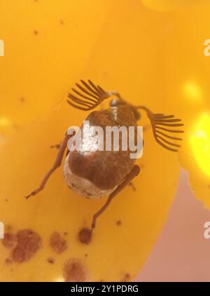 Large-horned Bruchids (Megacerus) Insecta Stock Photo - Alamy