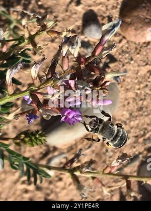 Common Digger Bees (Anthophora), Insecta, Ponte Ciclopedonal do Parque ...