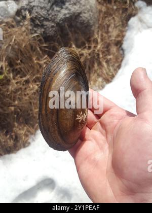 Floater Mussels (Pyganodon) Mollusca Stock Photo - Alamy