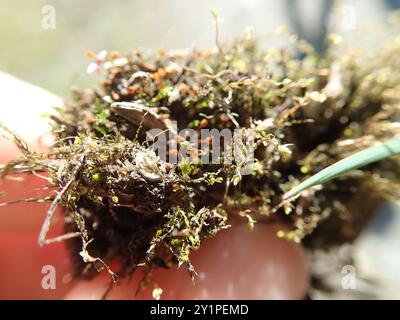 Common Pottia (Tortula truncata) Plantae Stock Photo - Alamy
