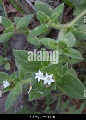 Florida Pusley (Richardia scabra) Plantae Stock Photo - Alamy
