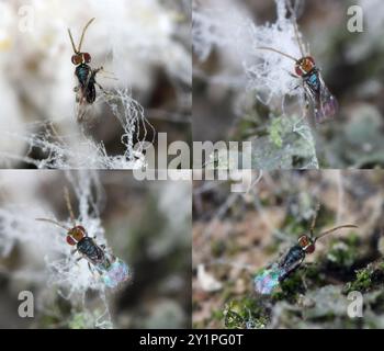 Tiny wasps Ablerus atomon, hyperparasitoids in the family Azotidae ...
