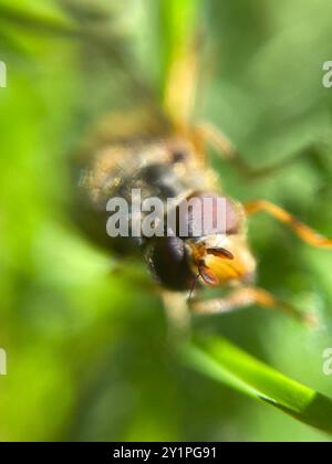 Common Copperback (Ferdinandea cuprea) Insecta Stock Photo - Alamy