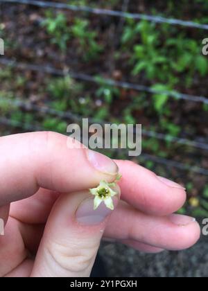 Osoberry (Oemleria cerasiformis) Plantae Stock Photo - Alamy