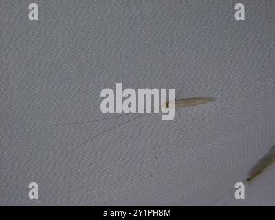White Miller Caddisflies (Nectopsyche) Insecta Stock Photo - Alamy