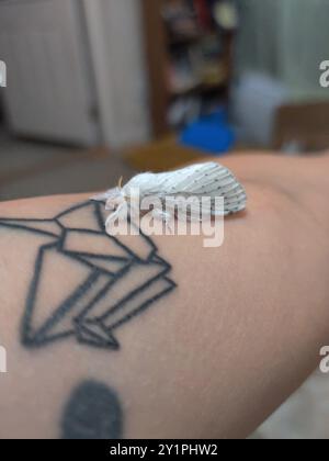 Dot-lined White (Artace cribrarius) Insecta Stock Photo - Alamy