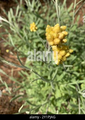 Dwarf Everlasting (Helichrysum arenarium) Plantae Stock Photo - Alamy