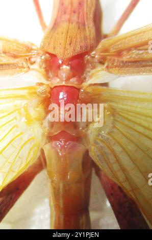Slantface Grasshoppers (Acrida) Insecta Stock Photo - Alamy