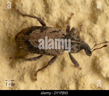 Vegetable Weevil (Listroderes costirostris), Insecta, 中国浙江省温州市洞头区 Stock ...