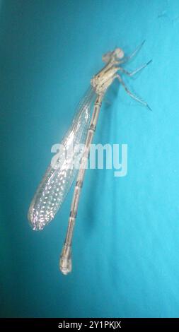 Variable Dancer (Argia fumipennis) Insecta Stock Photo - Alamy