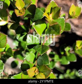 African Boxwood (Myrsine africana) Plantae Stock Photo - Alamy