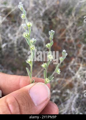 crowned stickseed (Lappula occidentalis cupulata) Plantae Stock Photo ...