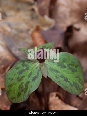 toadshade (Trillium sessile) Plantae Stock Photo - Alamy
