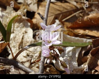 Virginia Springbeauty (Claytonia virginica), Plantae, Wintergarden/St ...