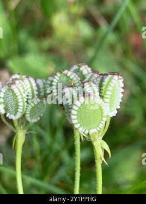Mediterranean Hartwort (Tordylium apulum), Plantae, Aegina, Greece ...