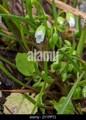 Narrow-leaved Montia (Montia linearis) Plantae Stock Photo - Alamy