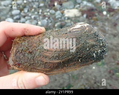Northwest Ugly Clam (Entodesma navicula) Mollusca Stock Photo - Alamy