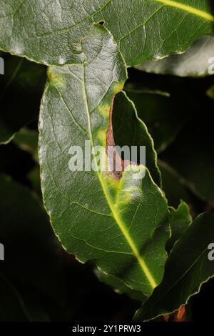 Bay Sucker (Lauritrioza alacris) Insecta Stock Photo - Alamy