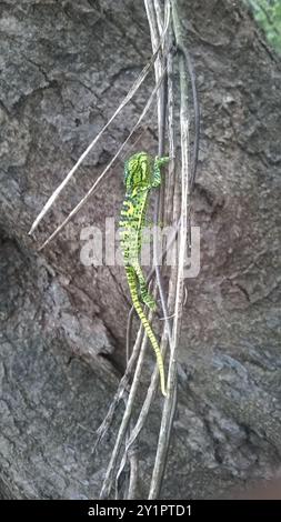 Indian Chameleon (Chamaeleo zeylanicus) Reptilia Stock Photo - Alamy