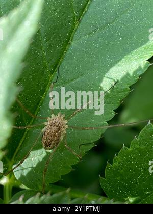 Spring Harvestman (Rilaena triangularis) Arachnida Stock Photo - Alamy