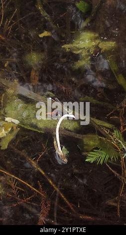 Rambur's Forktail (Ischnura ramburii) Insecta Stock Photo - Alamy