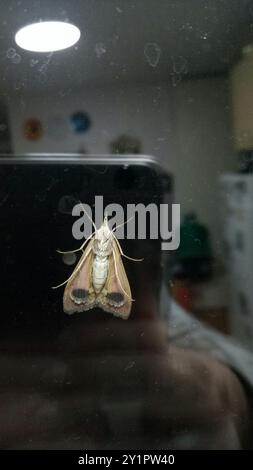 Tree Lucerne Moth (Uresiphita ornithopteralis), Insecta, Hobart TAS ...