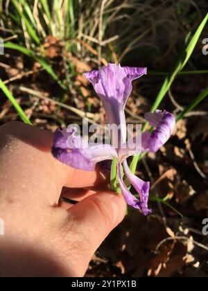 Oregon iris (Iris tenax) Plantae Stock Photo - Alamy