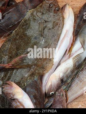 Snakefish (Trachinocephalus myops) Actinopterygii Stock Photo - Alamy