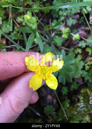 Western Buttercup (Ranunculus occidentalis), Plantae, View Royal, BC ...