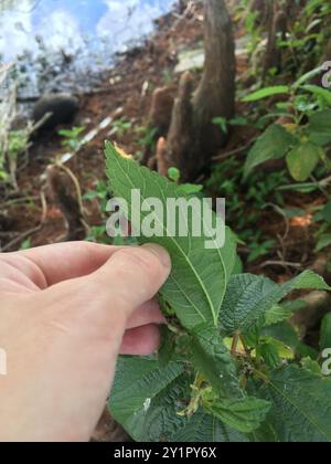 false nettle (Boehmeria cylindrica) Plantae Stock Photo - Alamy
