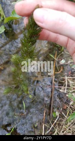 coontail (Ceratophyllum demersum) Plantae Stock Photo - Alamy