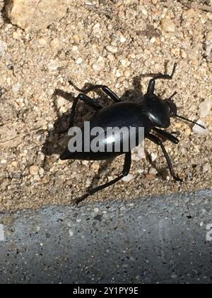 (Eleodes acuticauda) Insecta Stock Photo - Alamy