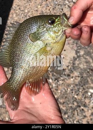 Longear Sunfish (Lepomis megalotis) Actinopterygii Stock Photo - Alamy