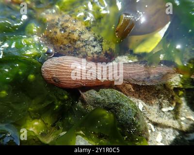 Marbled Snailfish (Liparis dennyi) Actinopterygii Stock Photo - Alamy