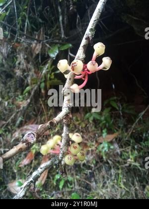 heath family (Ericaceae) Plantae Stock Photo - Alamy