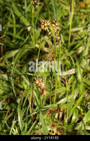 Field woodrush (Luzula campestris) Plantae Stock Photo - Alamy