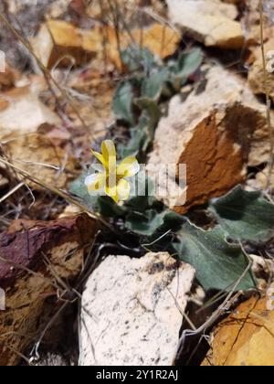 golden violet (Viola purpurea aurea) Plantae Stock Photo - Alamy
