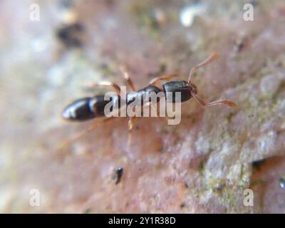Typical Ponerine Ants (Ponerini) Insecta Stock Photo - Alamy