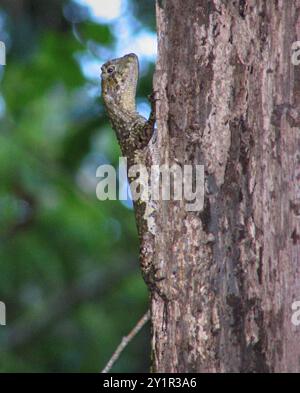 Diving Lizard (Uranoscodon superciliosus) Reptilia Stock Photo - Alamy