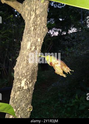 Calabash Tree (Crescentia cujete), Plantae, San Salvador, El Salvador ...