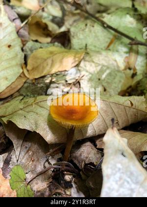 Orange Faint Foot Mushroom (Heimiomyces tenuipes) Fungi Stock Photo - Alamy