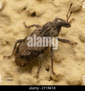 Vegetable Weevil (Listroderes costirostris), Insecta, Saitama, JP Stock ...