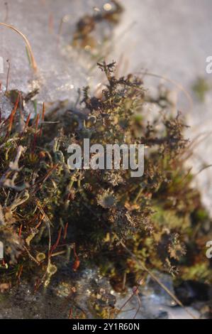 Sieve Lichen (Cladonia multiformis Stock Photo - Alamy