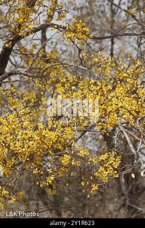 sjambok-pod (Cassia abbreviata Stock Photo - Alamy