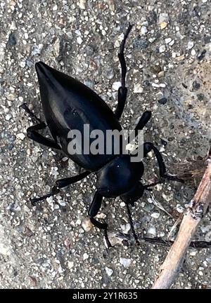 (Eleodes acuticauda) Insecta Stock Photo - Alamy