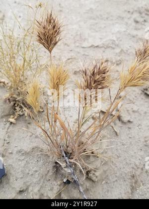 Red Brome (Bromus rubens) Plantae Stock Photo - Alamy