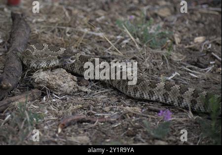 Western Rattlesnake (Crotalus oreganus) Reptilia Stock Photo - Alamy